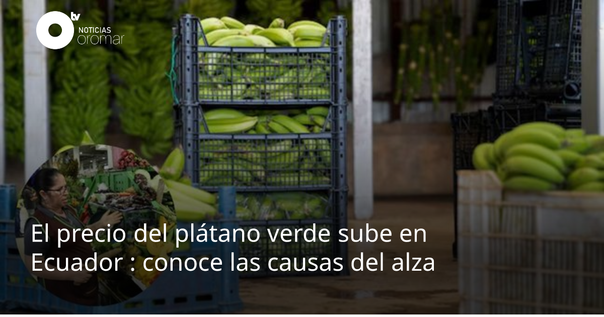 El precio del plátano verde sube en Ecuador : conoce las causas del alza