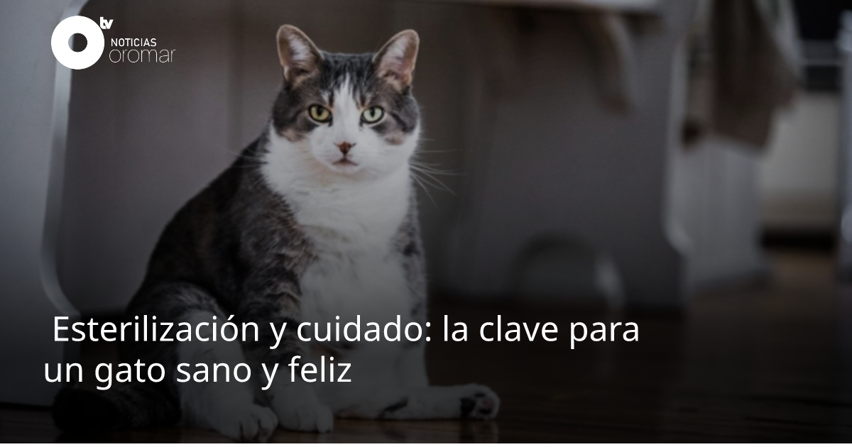 Esterilización y cuidado: la clave para un gato sano y feliz