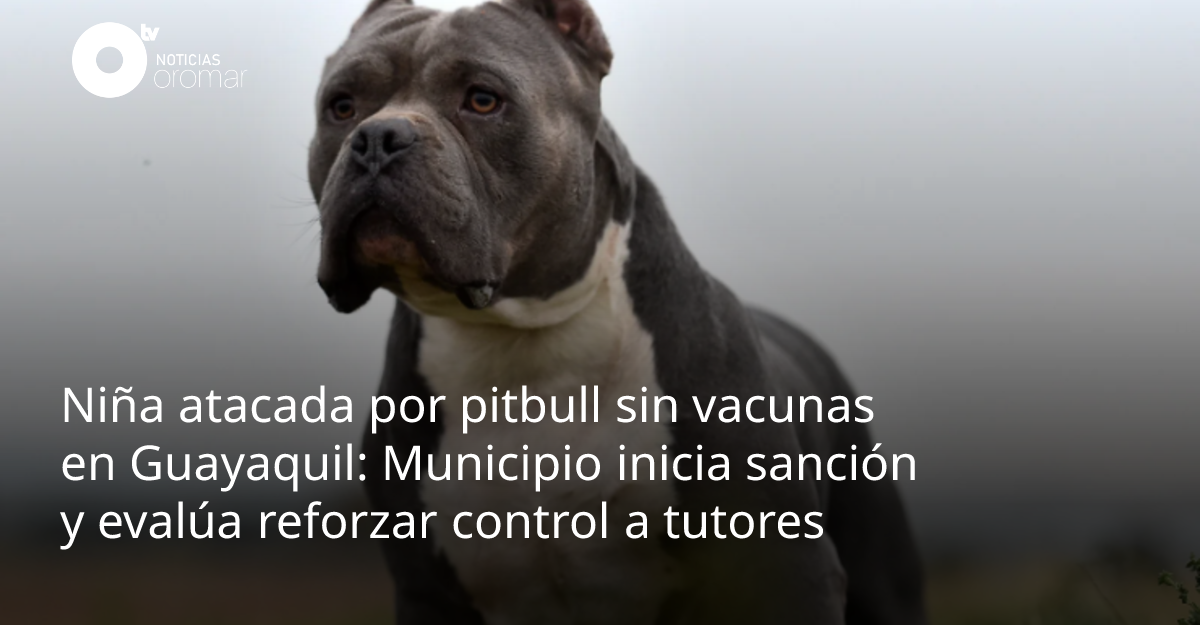 Niña atacada por pitbull sin vacunas en Guayaquil: Municipio inicia ...