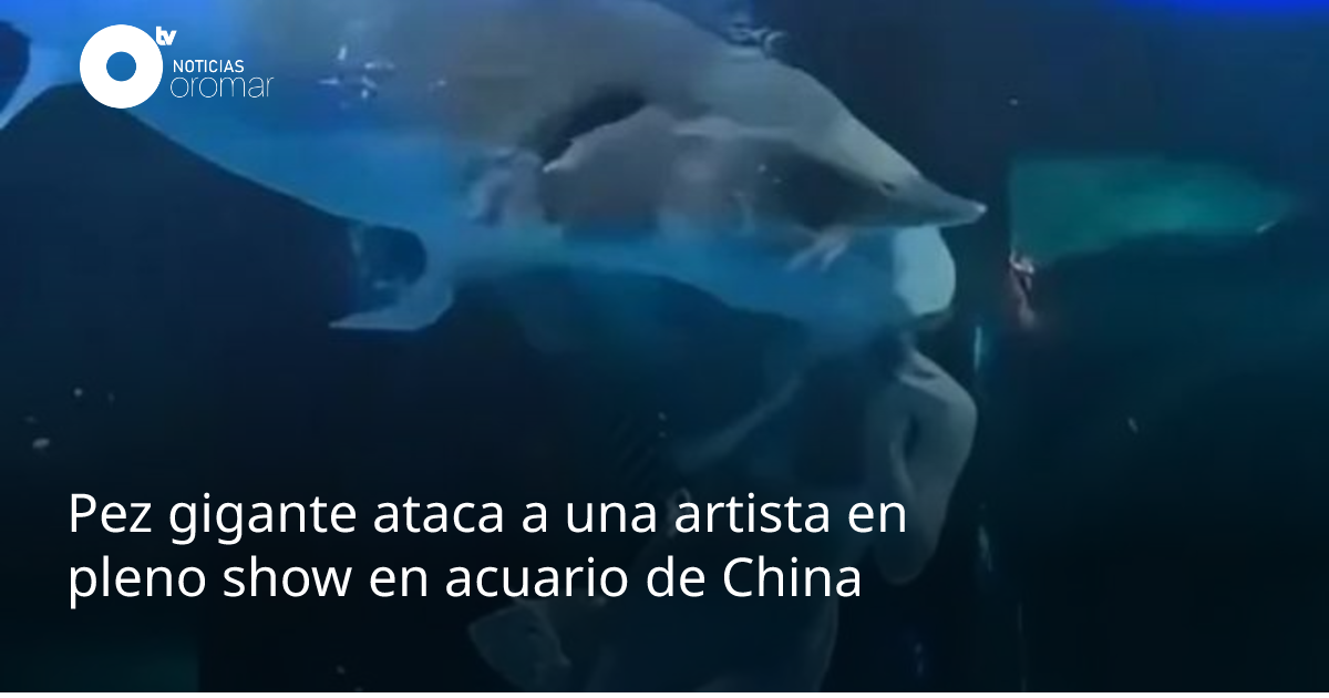 Pez gigante ataca a una artista en pleno show en acuario de China ...