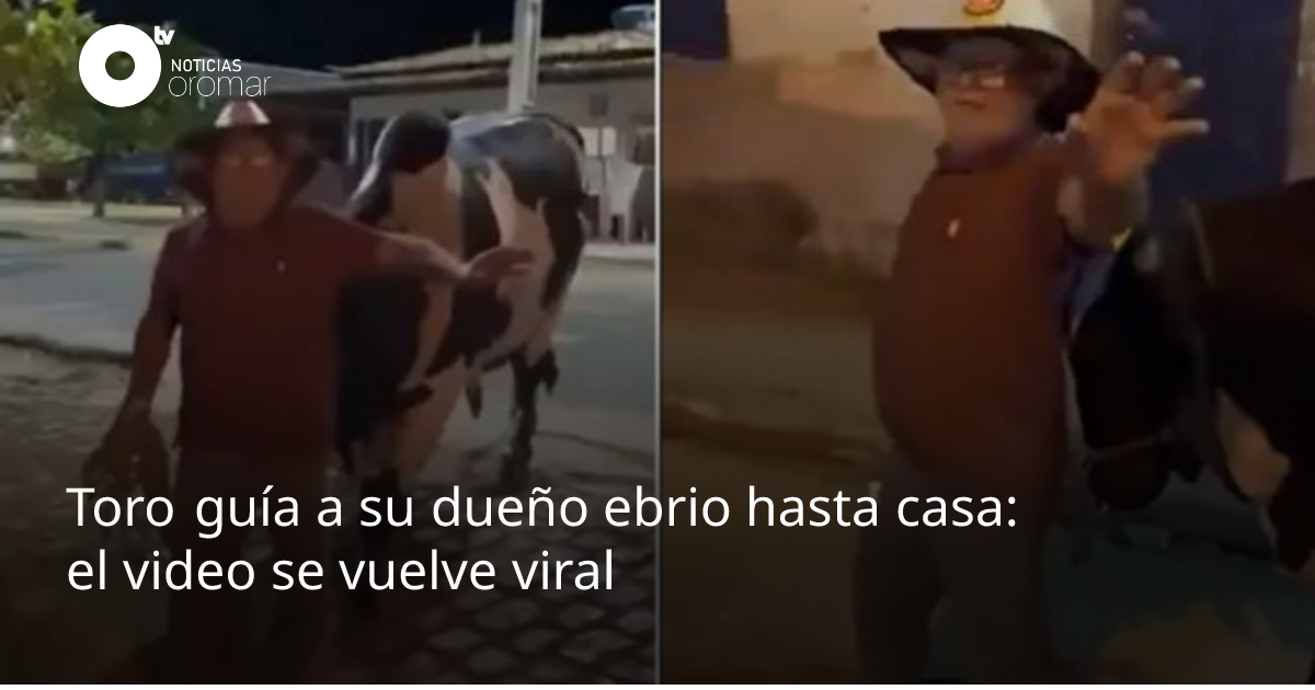 Toro guía a su dueño ebrio hasta casa: el video se vuelve viral