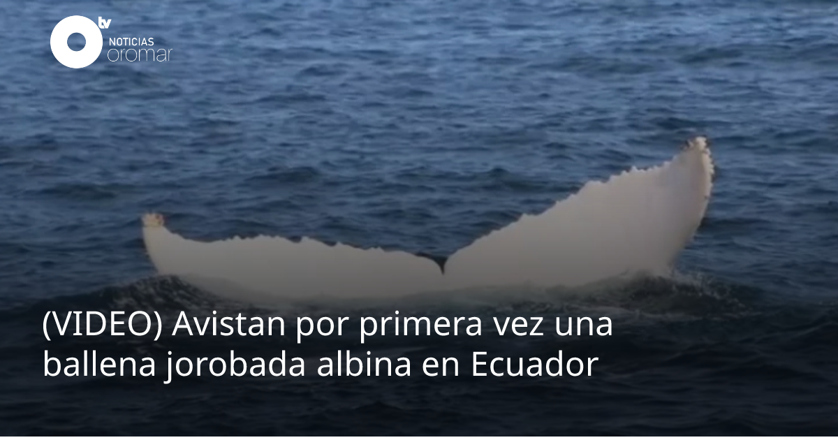 (VIDEO) Avistan por primera vez una ballena jorobada albina en Ecuador ...